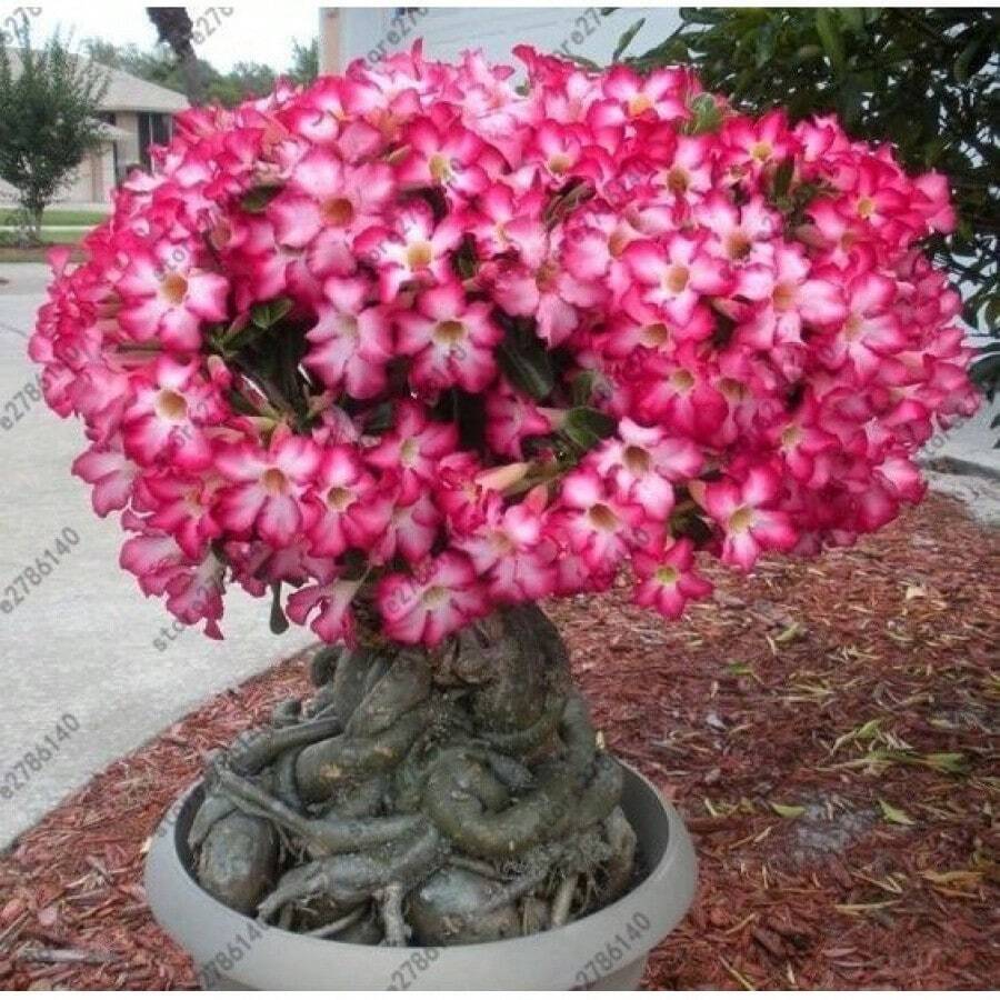 100pcs Adenium Obesum Seeds Desert Rose Rare Thailand Flower Seeds For ...