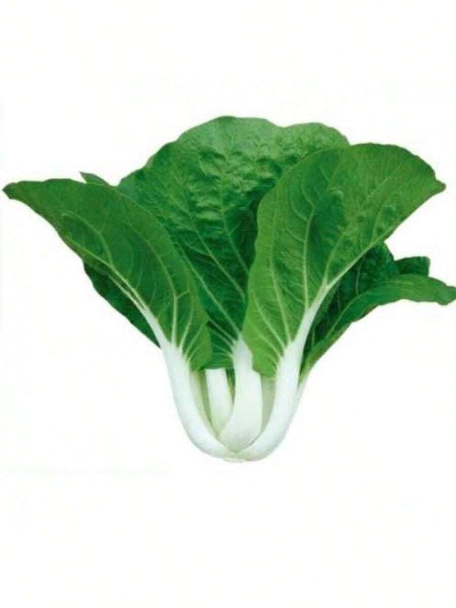 Chinese White Rose Small Pechay Pak Choi Vegetable Seeds ( 2000 Seeds ...