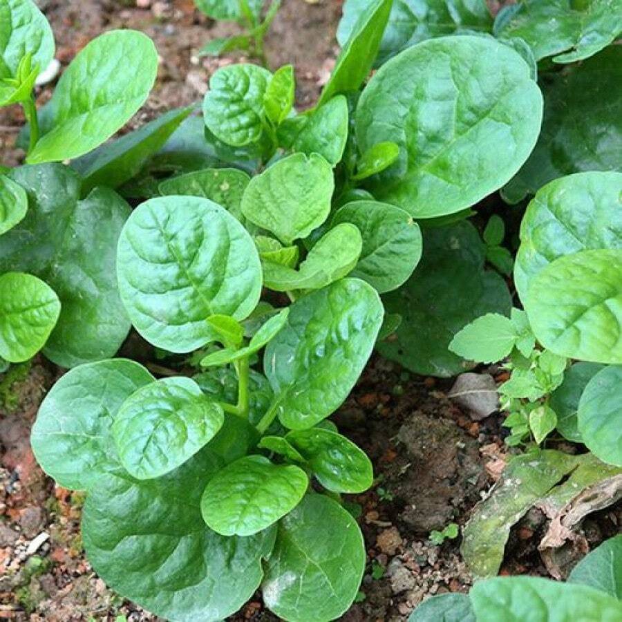 Premium Pack Chinese Big Green Leaf Alugbati Malabar Spinach Vegetable ...