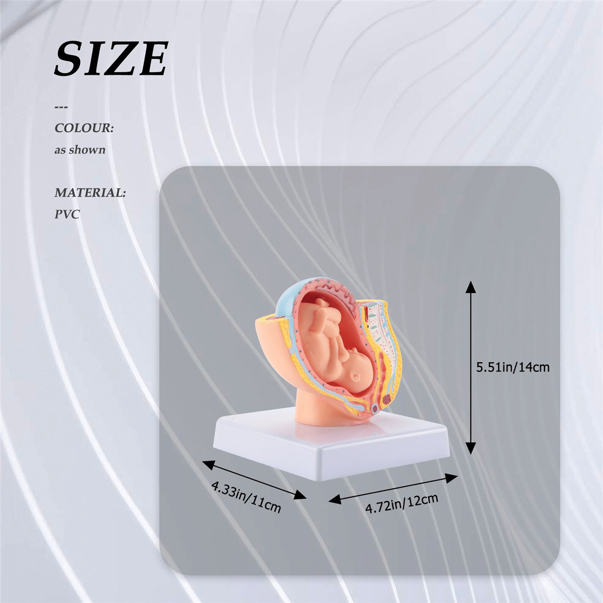 Human Pregnancy Fetal Development 9Th Month Embryonic Pelvic Model ...