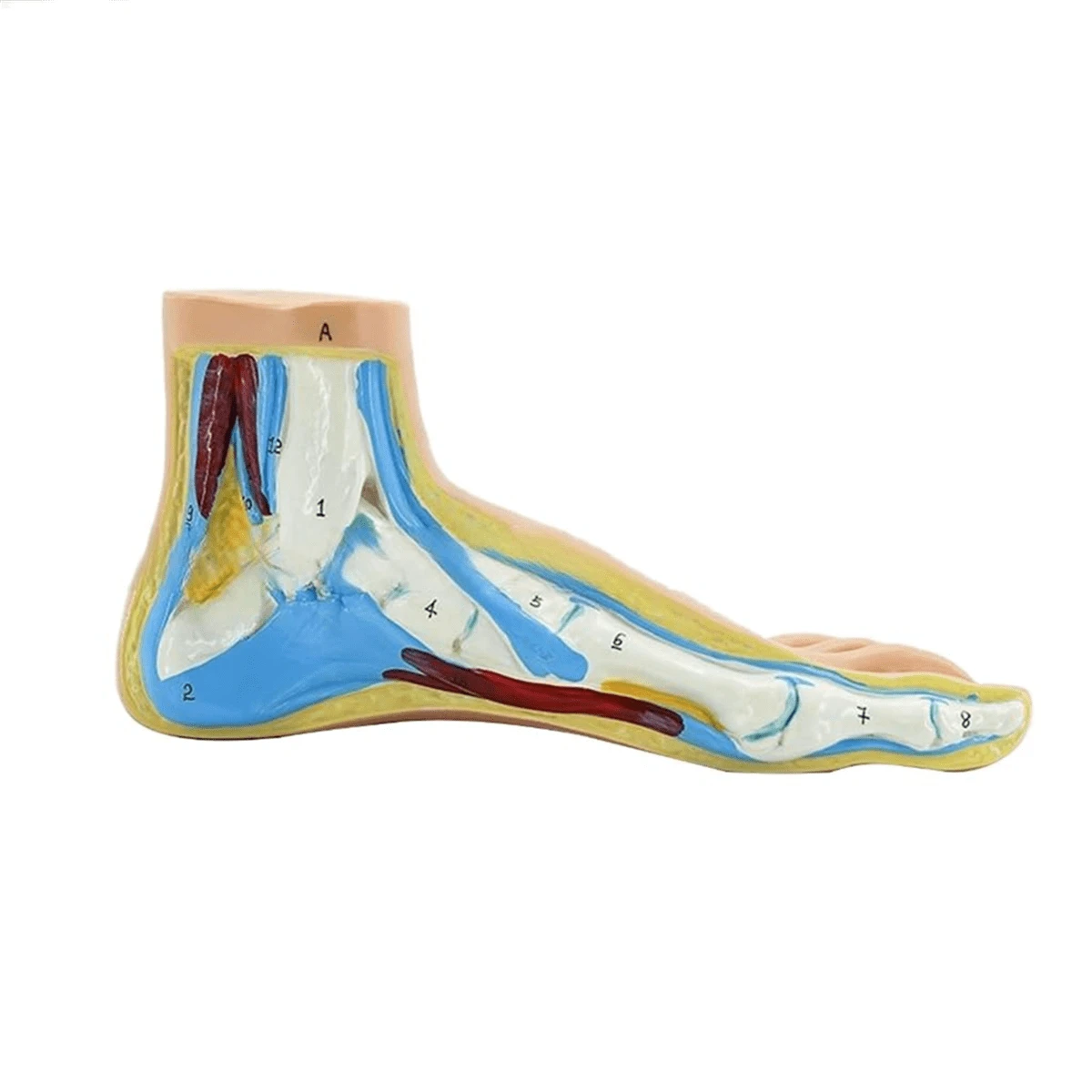 Foot Anatomy Model, Human Normal Flat Arched Muscle Model Feet(Normal ...