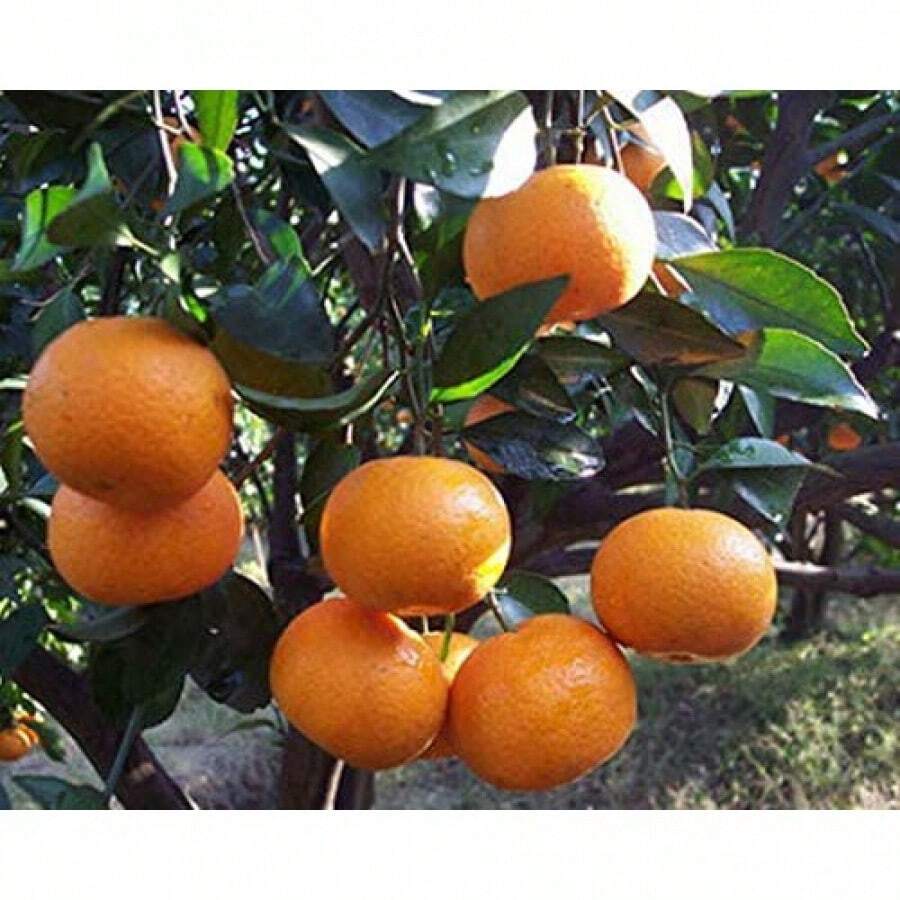 20+ Mandarin Orange Tree Seeds Dwarf Edible Fruit Citrus Fruit Plant ...