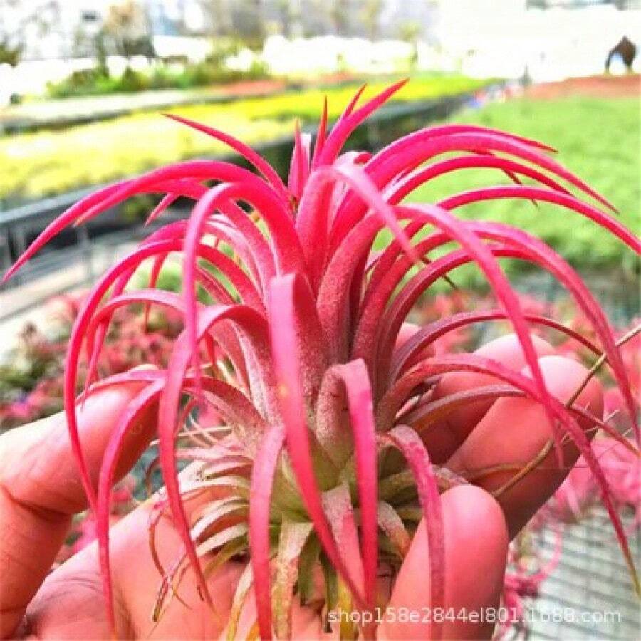 10 Beautiful Air Pineapple Bonsai Flower Ben Seeds | SHEIN USA