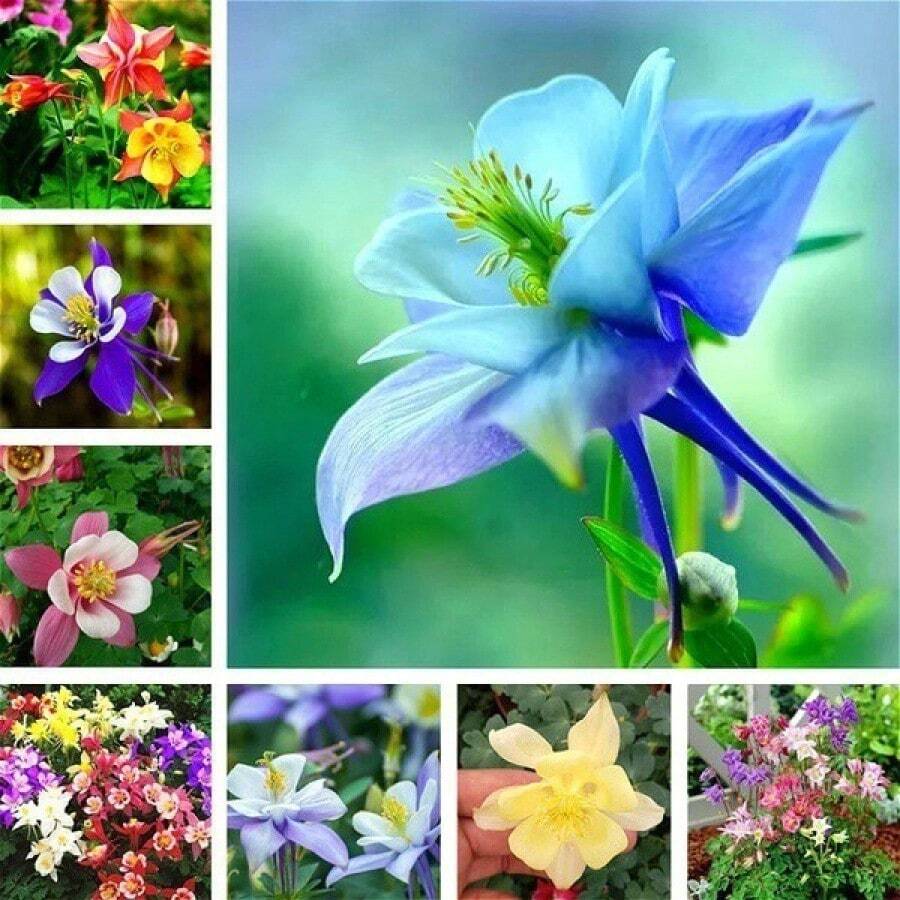 10pcs /Bag Perennial Aquilegia Viridiflora Pall Cat Claw Flower Bonsai ...