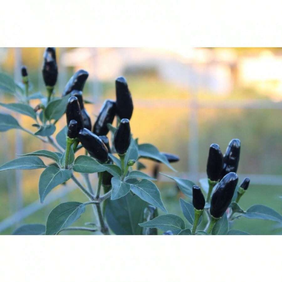 Black Cobra Rare HOT Pepper. 30freshly Harvested Seeds For 2024 | SHEIN USA