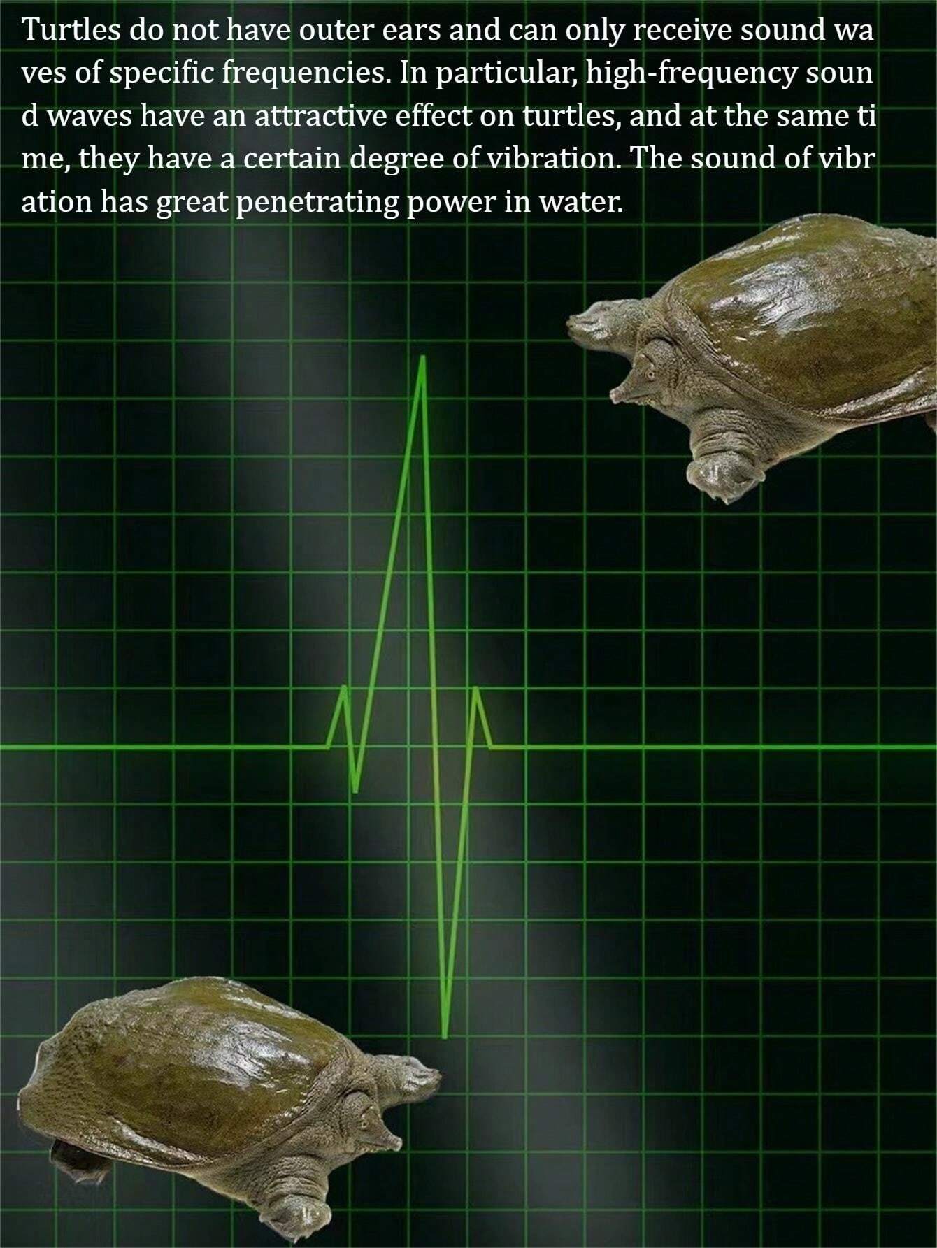 Turtle Attraction Whistle; Loud Sound, High Penetration Rate, The Best ...