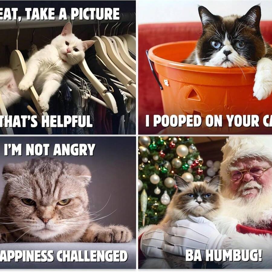 Angry Cat Wall Calendar 2025 Annual Yearly Planner 12 Month Calendar ...