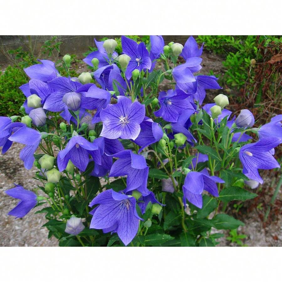 5 Colors Eustoma Seeds Perennial Flowering Plants Potted Flowers Seeds ...