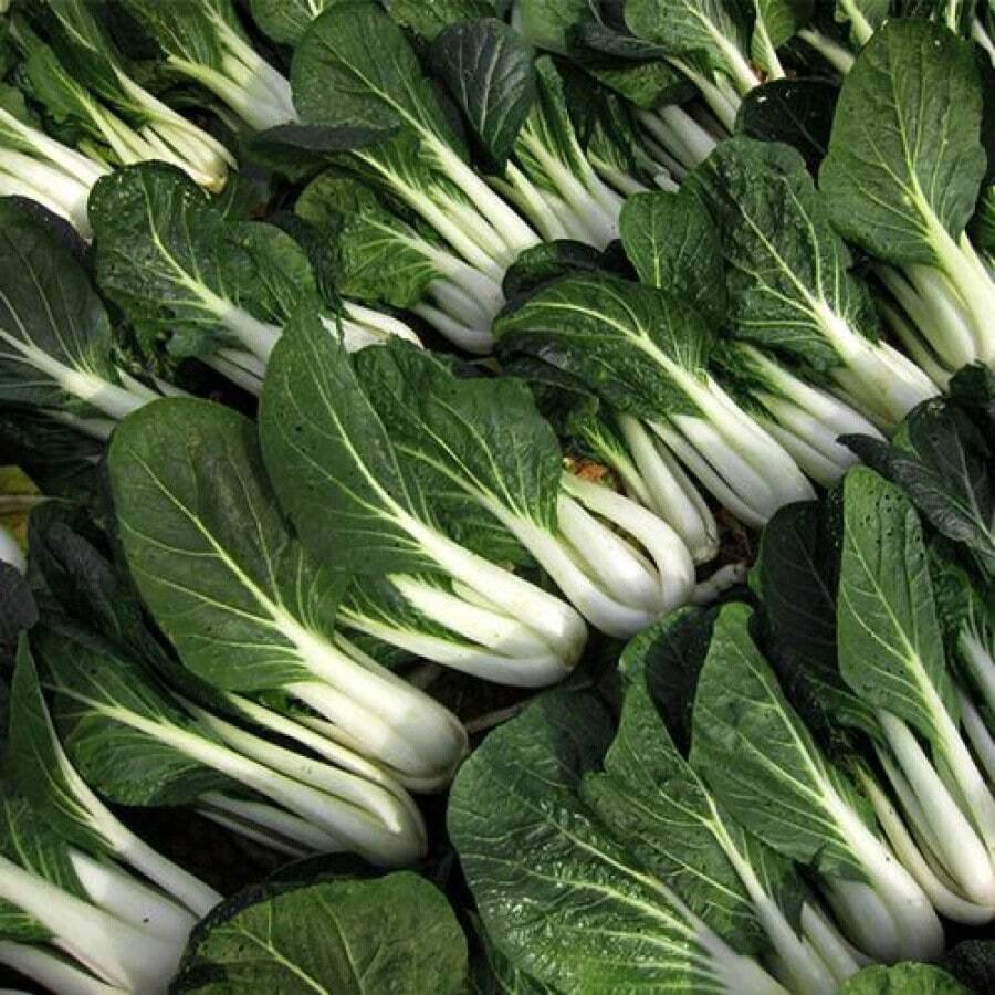 Chinese White Rose Small Pechay Pak Choi Vegetable Seeds ( 2000 Seeds ...