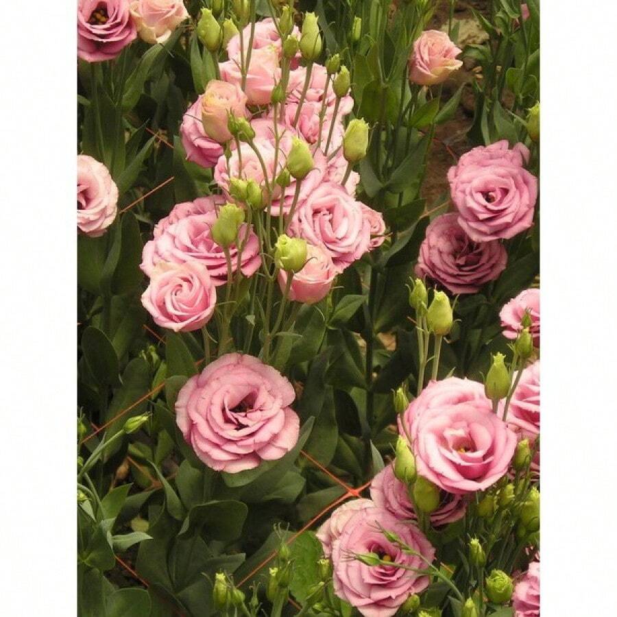 5 Colors Eustoma Seeds Perennial Flowering Plants Potted Flowers Seeds ...