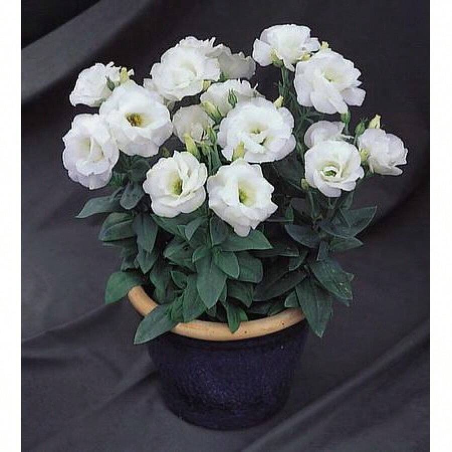 5 Colors Eustoma Seeds Perennial Flowering Plants Potted Flowers Seeds ...