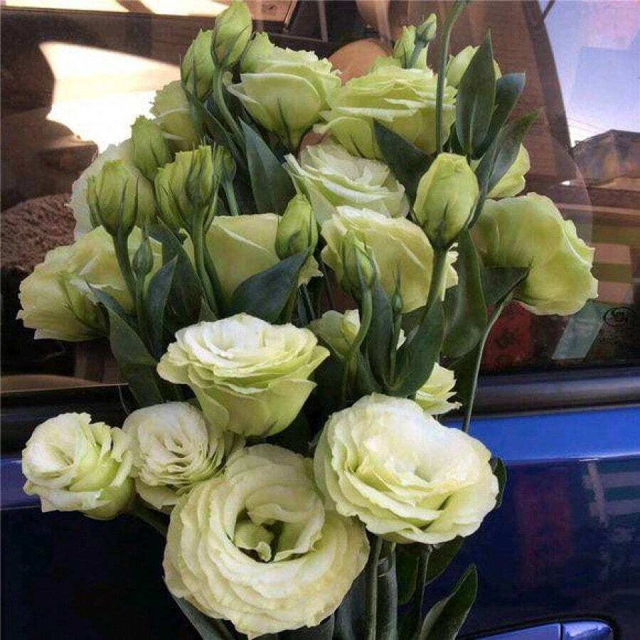 5 Colors Eustoma Seeds Perennial Flowering Plants Potted Flowers Seeds ...