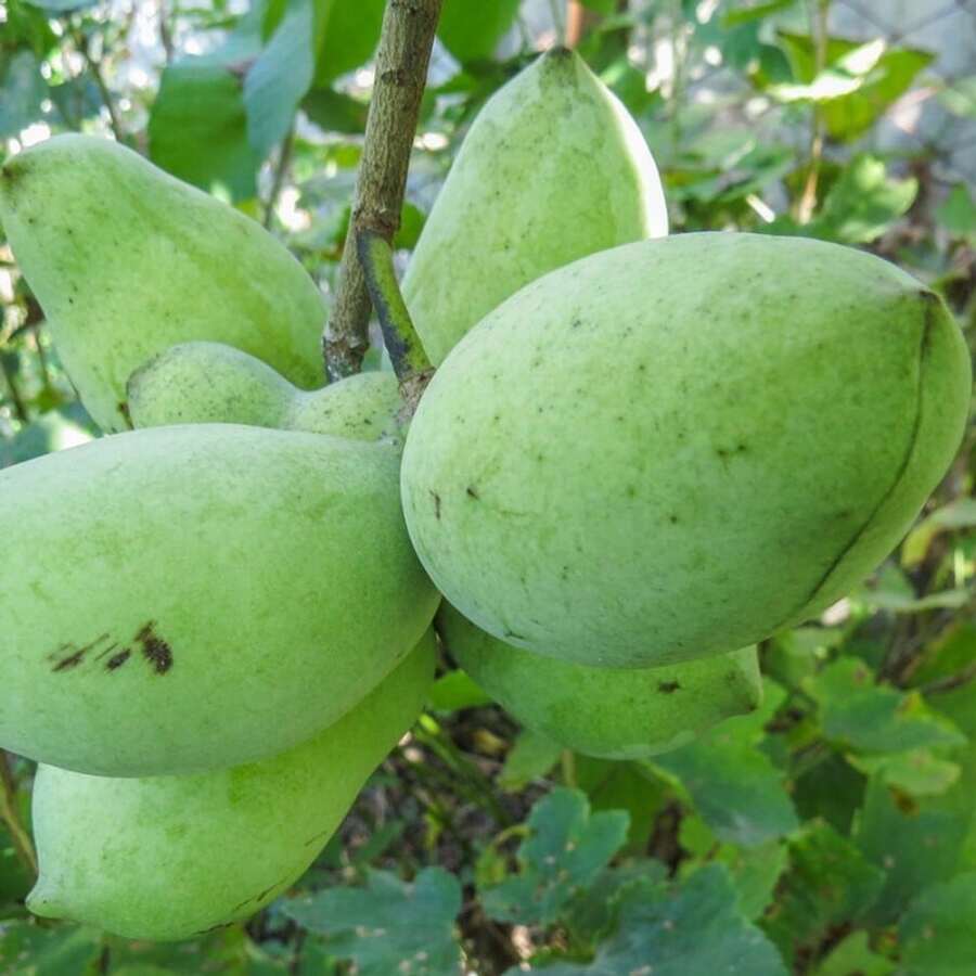 10 Claw Tree Seeds, Suitable For Home Gardening And Landscape Design ...