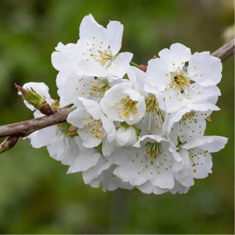 Traditional Variety Cherry Tree Seeds, 30-Grain Pack, Cold-Resistant ...