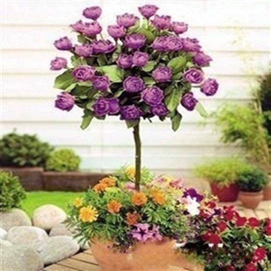 Tree Rose Stump Rose Four Seasons Big Flower Rose | SHEIN USA