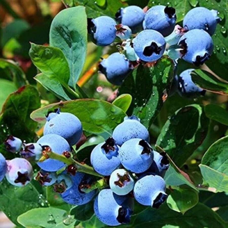 200PCS Southern Blueberries - Mixed With Fresh Blueberry Seeds, Organic ...