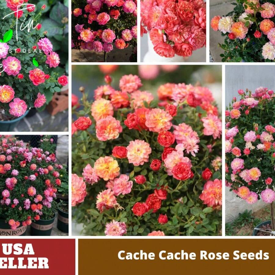 Cache Cache Rose Heirloom Seeds - Organic, Non-Gmo Garden Seeds For ...
