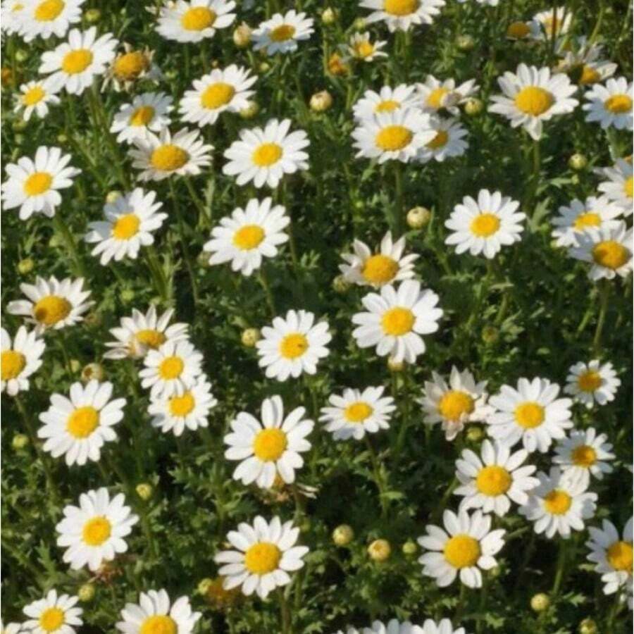 Creeping Daisy Seeds - Chrysanthemum Paludosum - Ground Cover Flowers ...