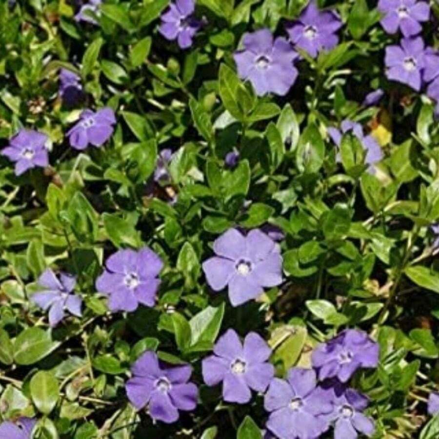 Easy Cultivating High Germination Rate Mixed Roses Periwinkle Seeds ...