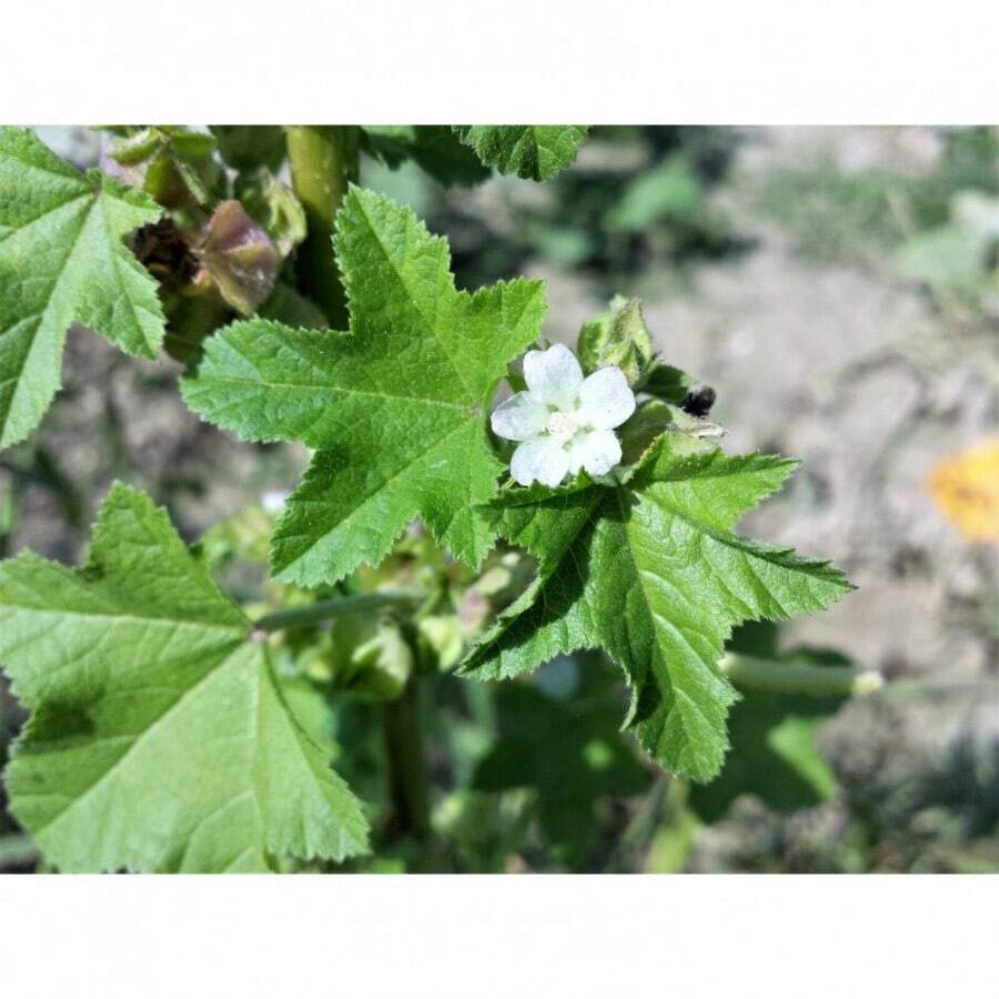 100 CHINESE MALLOW Malva Verticillata Cluster Musk Flower Herb ...