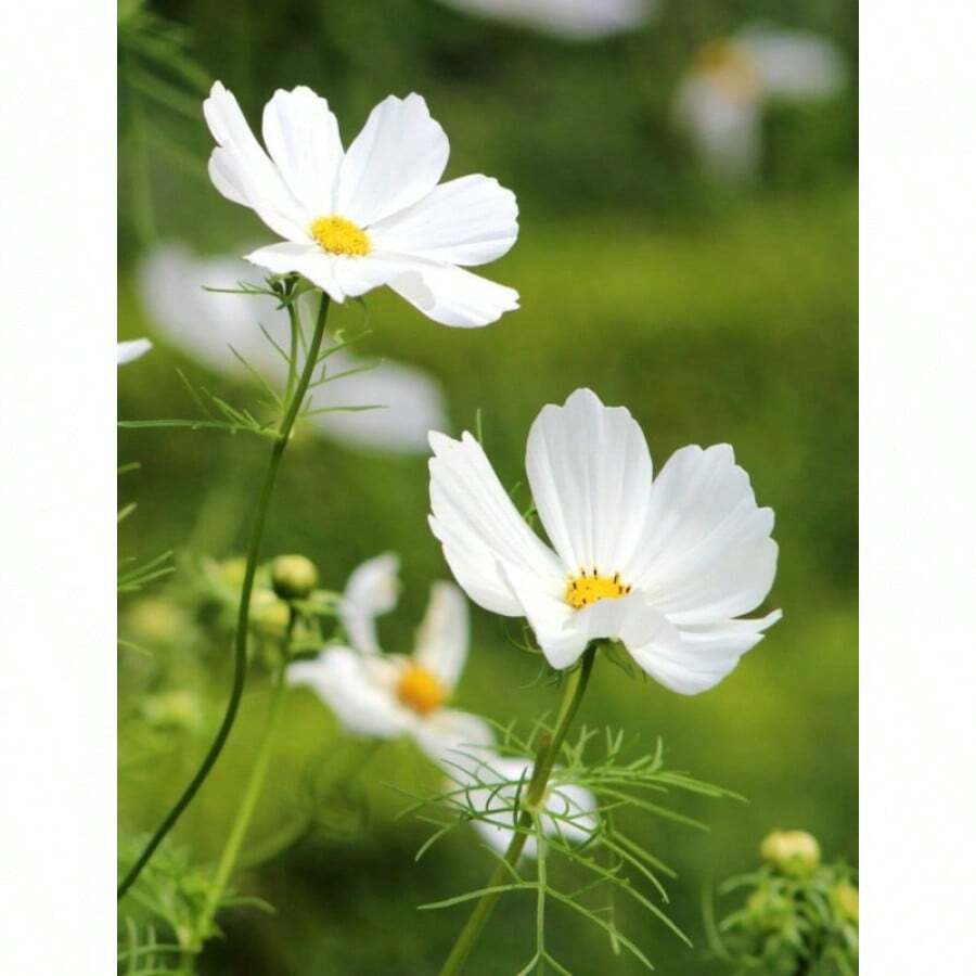 100 Dwarf Cosmos Flower Seeds | SHEIN USA
