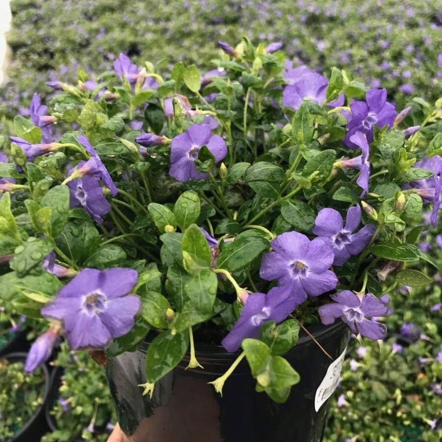 Easy Cultivating High Germination Rate Mixed Roses Periwinkle Seeds ...
