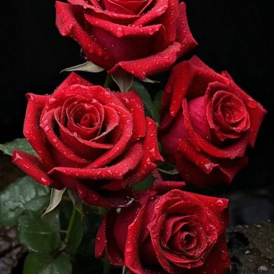 100+++High Quality Colombian Red Rose Seeds, Perfectly Creating Elegant ...