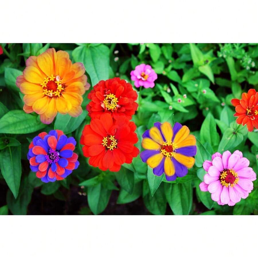 Rare 300 Mixed Zinnias - California Giant Flower Seeds Bonsai ...
