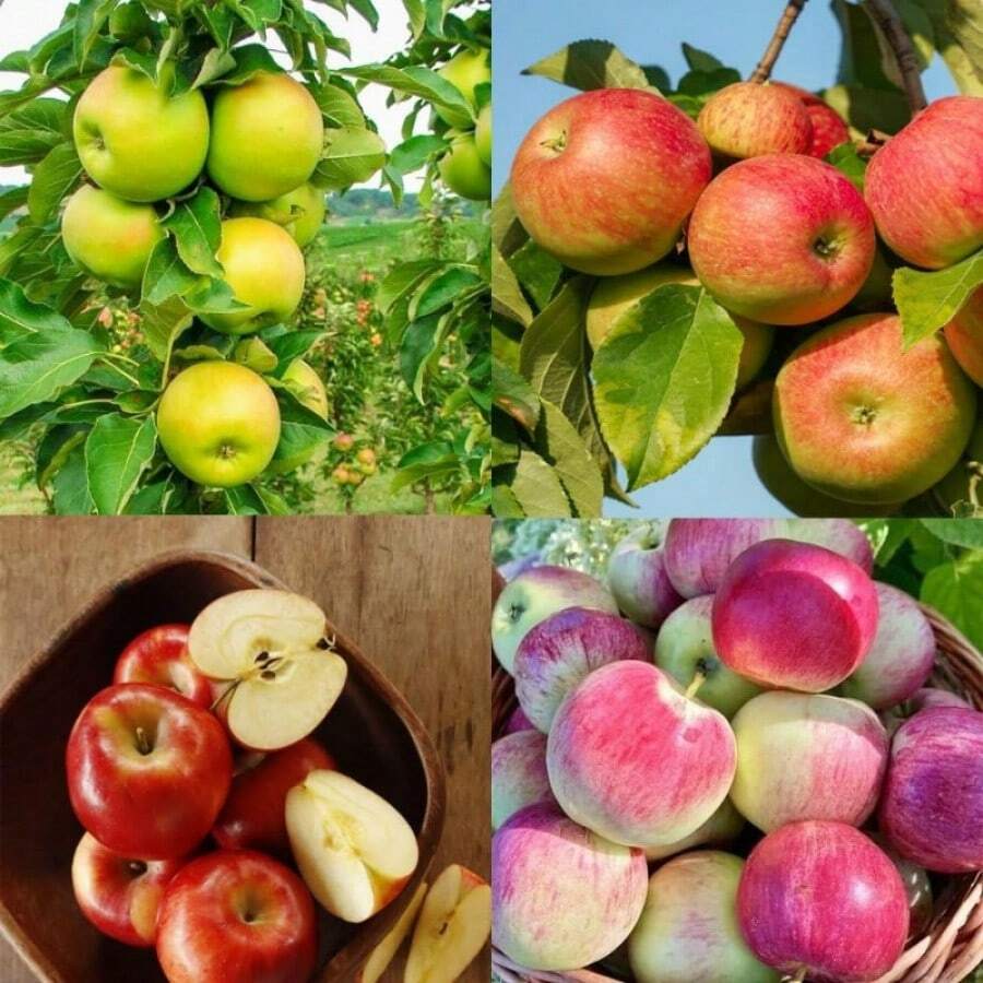 200pcs Of Apple Tree Seeds Suitable For Outdoor Planting | SHEIN USA