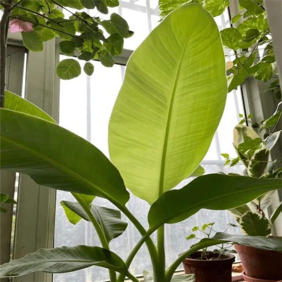 Exotic Hardy Fruit Tree Seeds: Banana Fruit Tree Seeds, Rare Mini Fruit Seeds, Good For Home ...