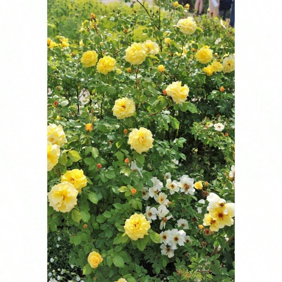 5 YELLOW CLIMBING ROSE Rosa Bush Vine Climber Fragrant Butterfly Flower ...