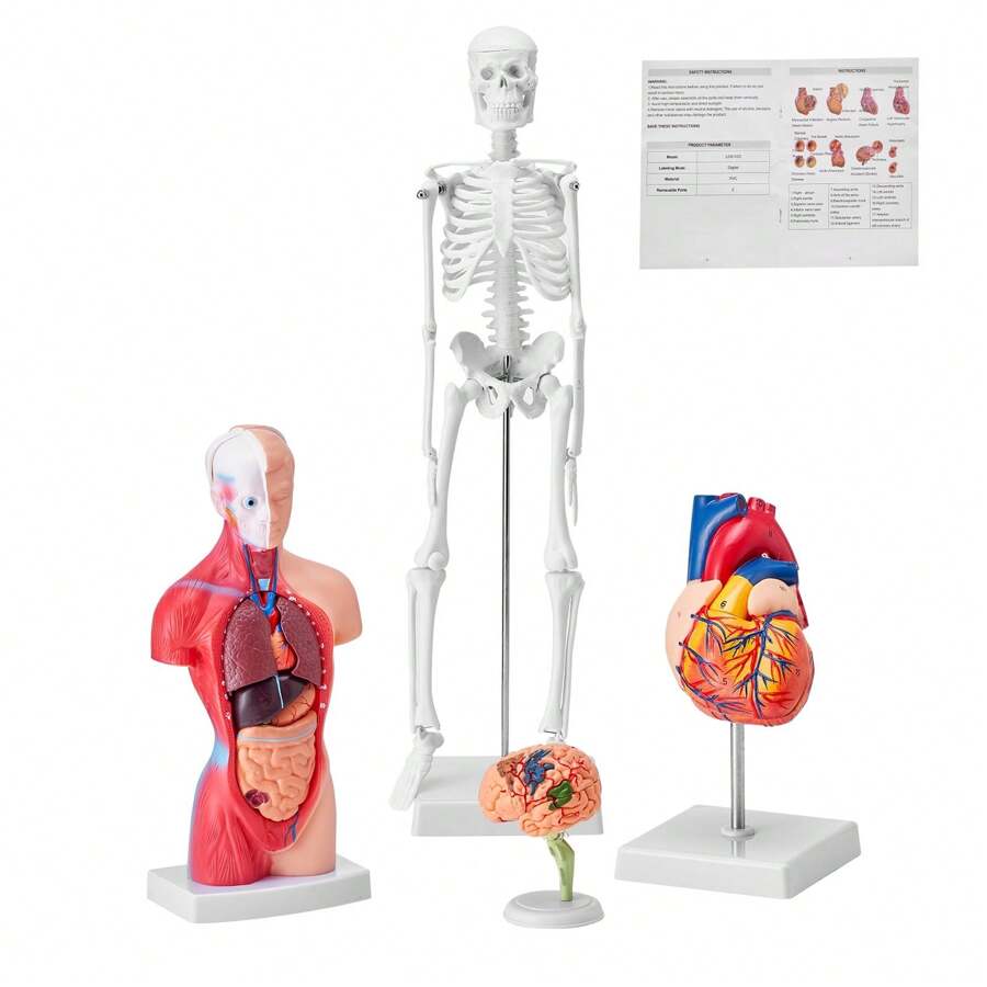 Human Anatomy 4-Piece Model Set For Physiology Students Educational Kit ...