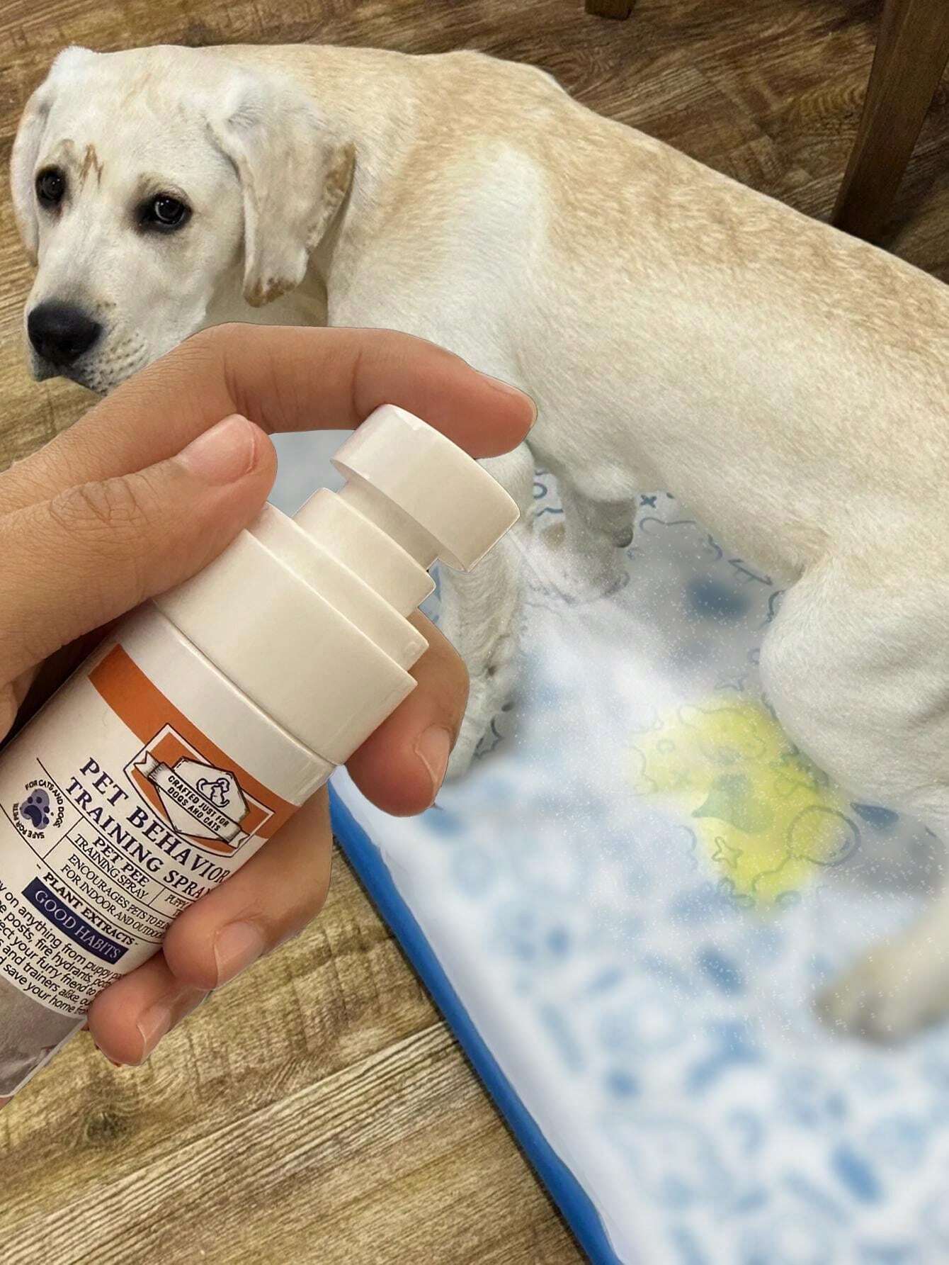 petstoral Spray per l'addestramento al vasino dei cuccioli, sicuro ...