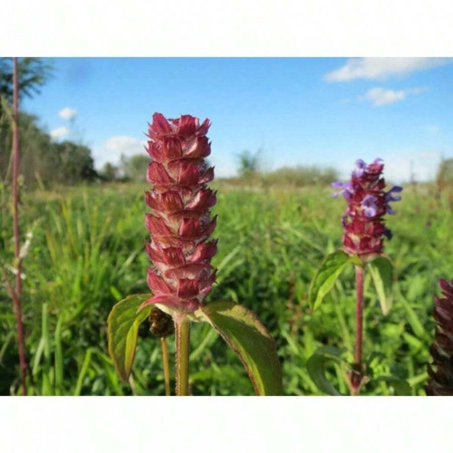 Heart Of The Earth Prunella Vulgaris 200 Seeds Edible Herbal Medicinal ...