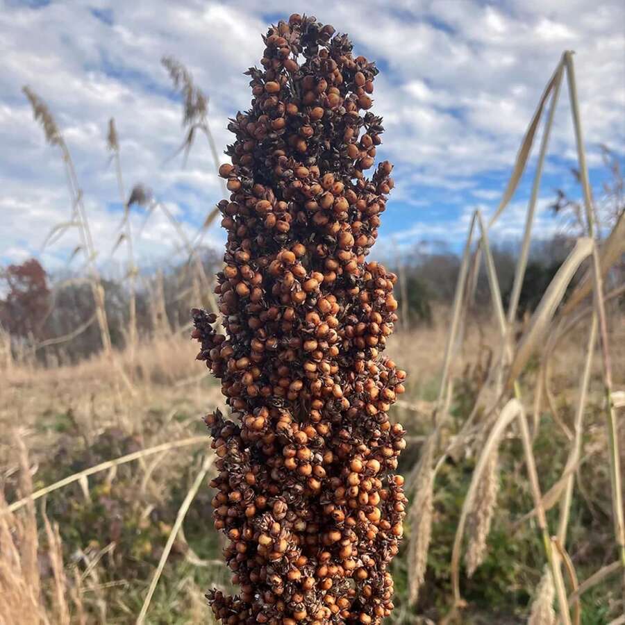 50 Sweet Sugar Cane Sorghum Seeds For Planting - Open-Pollinated ...