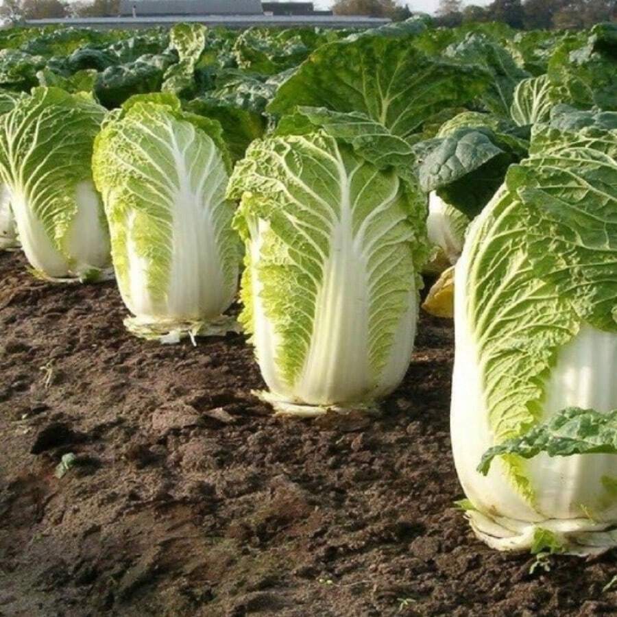 100 Seeds Green Leafy Chinese Cabbage Vegetable Seeds Napa Cabbage ...