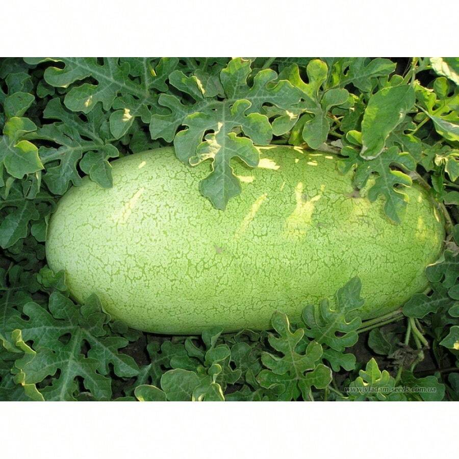 Charleston Gray Watermelon Seeds, NON-GMO, Huge 35-50 Lbs, FREE SHIP ...