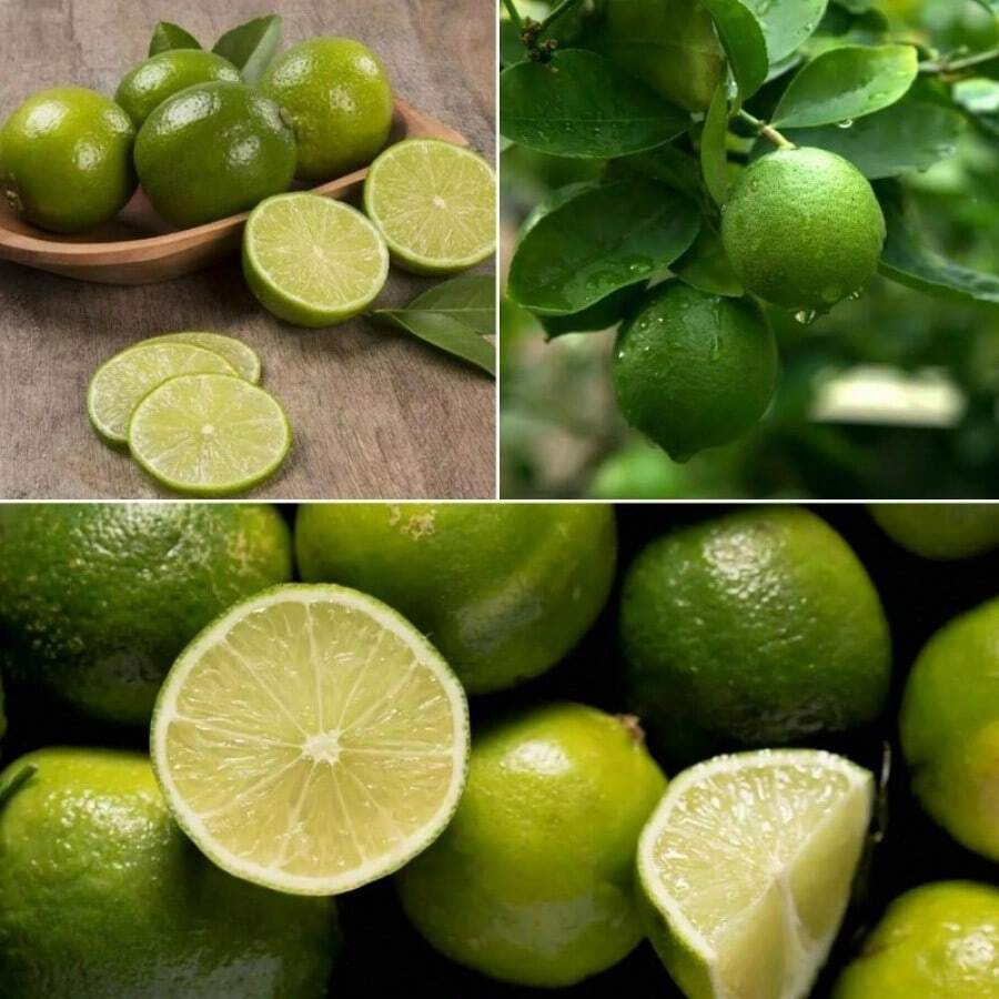 100 Lime Seeds For Growing Green Lemons | SHEIN USA