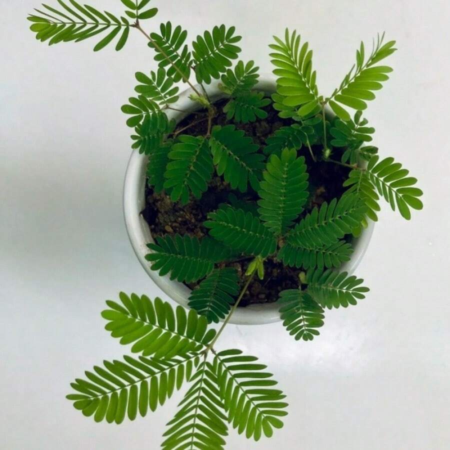 300 Mimosa Dandelion Seeds Sensitive Plants Sleepy Plants Action Plants Don't Touch Me Shame ...