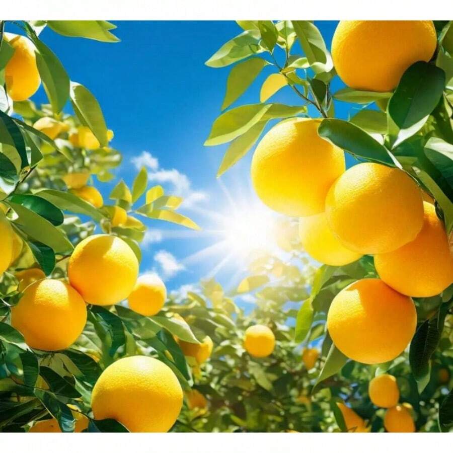 Orange Tree Seeds For Planting Sweet Navel Oranges Citrus Fruit Tree ...