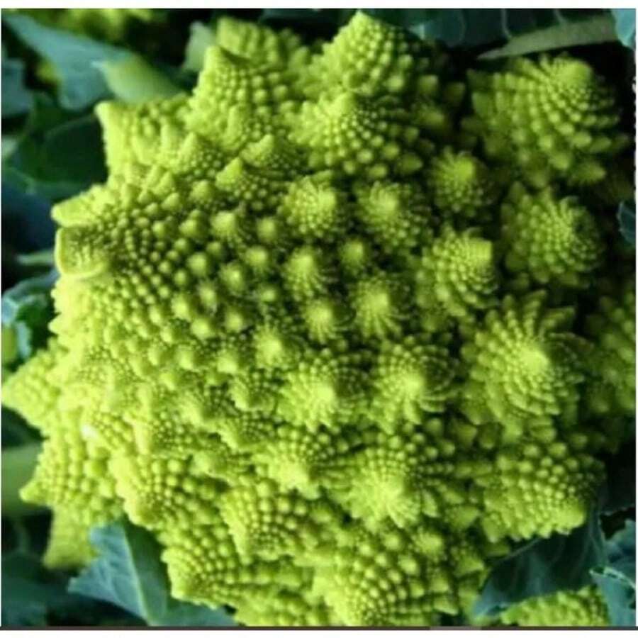 Romanesco Cauliflower Heirloom Seeds, Romanesco Cauliflower, Romanesco ...