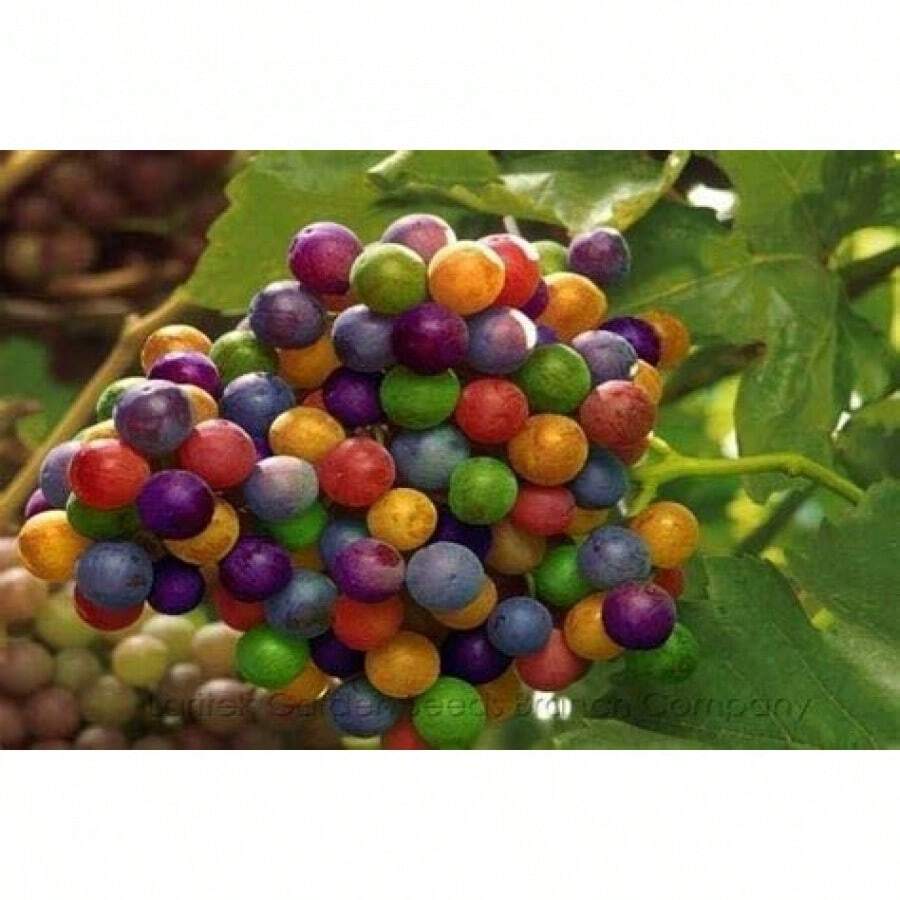 Elwyn 10 Rainbow Grape Fruit Seeds | SHEIN USA