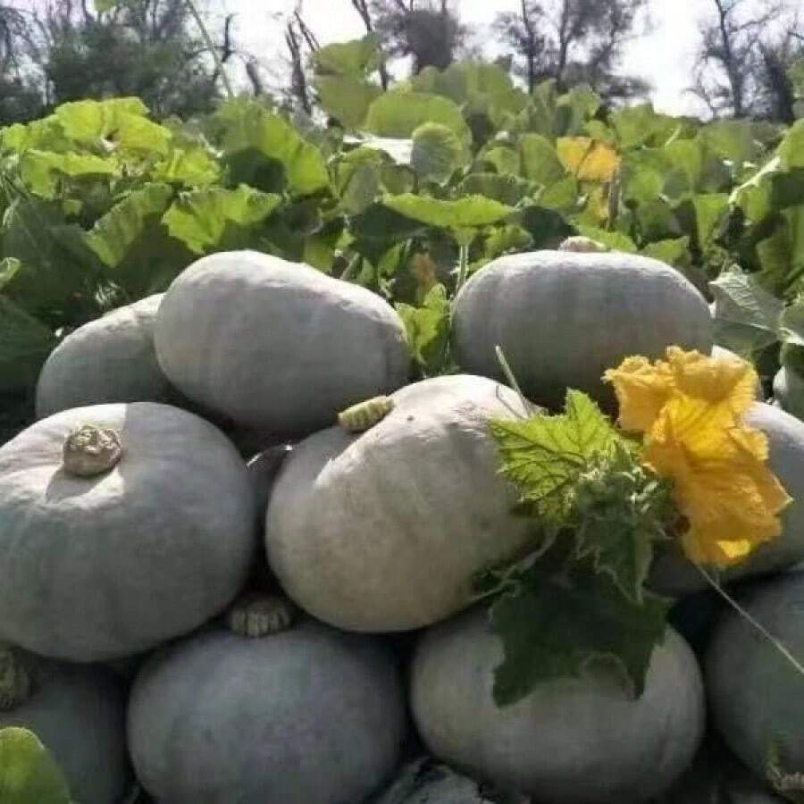 Silver Chestnut Pumpkin Seed Pumpkin Seed Four Seasons Vegetable Melon ...