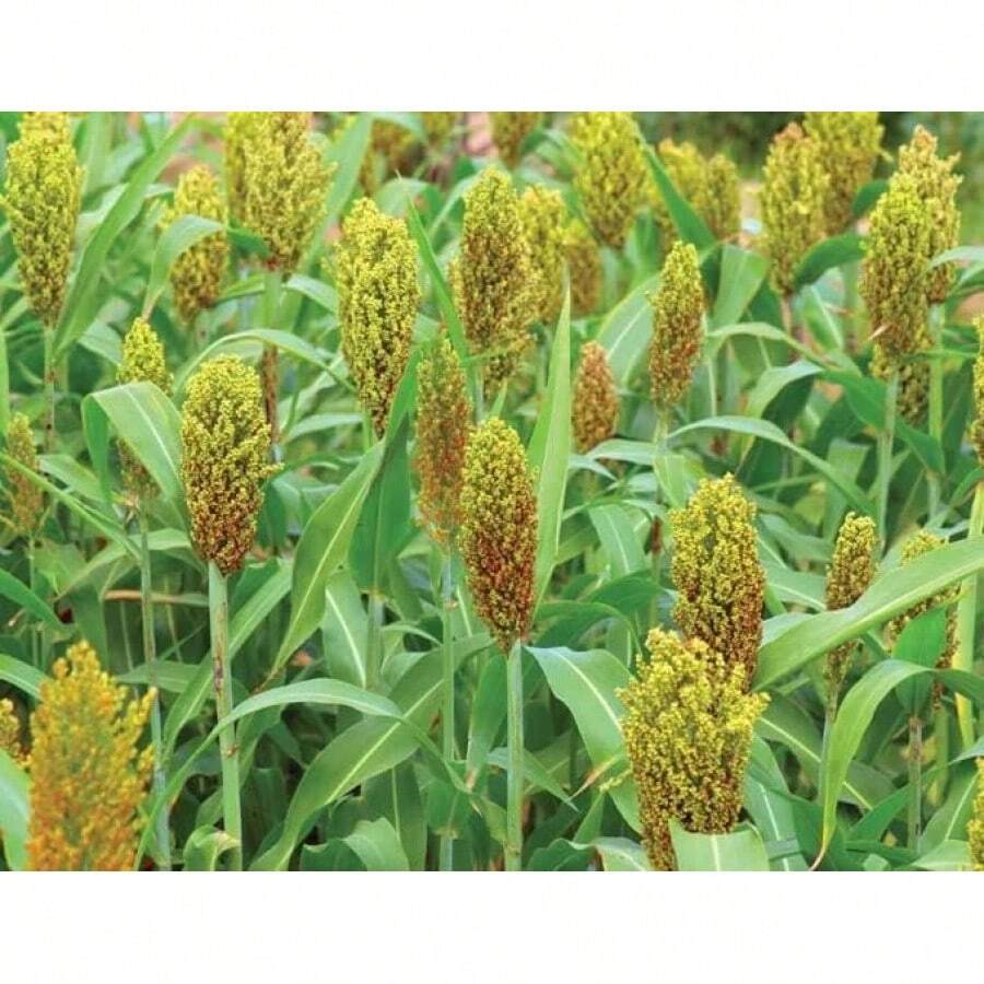50 Sweet Sugar Cane Sorghum Seeds For Planting - Open-Pollinated ...