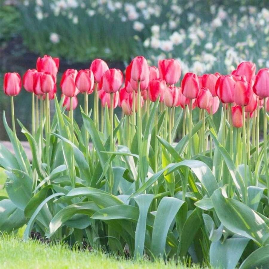 Colourful Matador Giant Tulip Seeds Heirloom Garden Seeds Perfect For ...