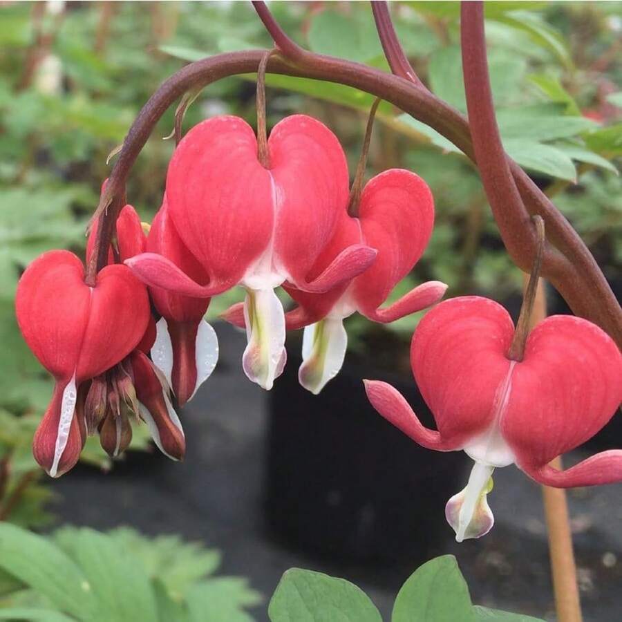 Red Bleeding Heart Seed 100 Seeds Perennial Dicentra Spectabilis ...
