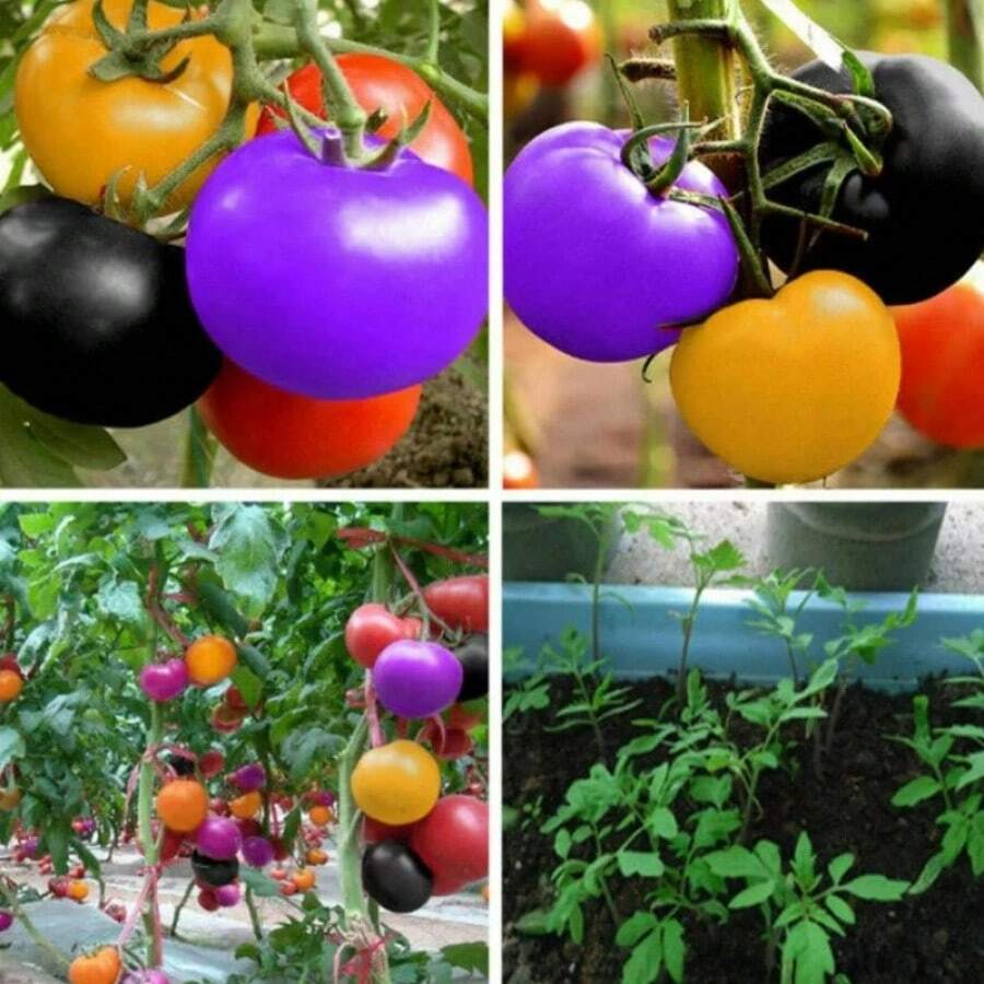 Seeds Rainbow Cherry Tomato Seeds Packet For Planting | SHEIN USA