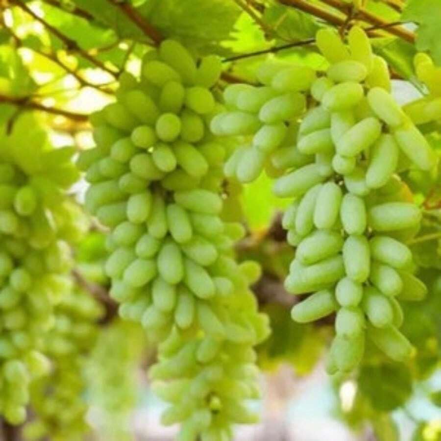 Finger Grape Heirloom Seeds - Sweet Fruit | SHEIN USA