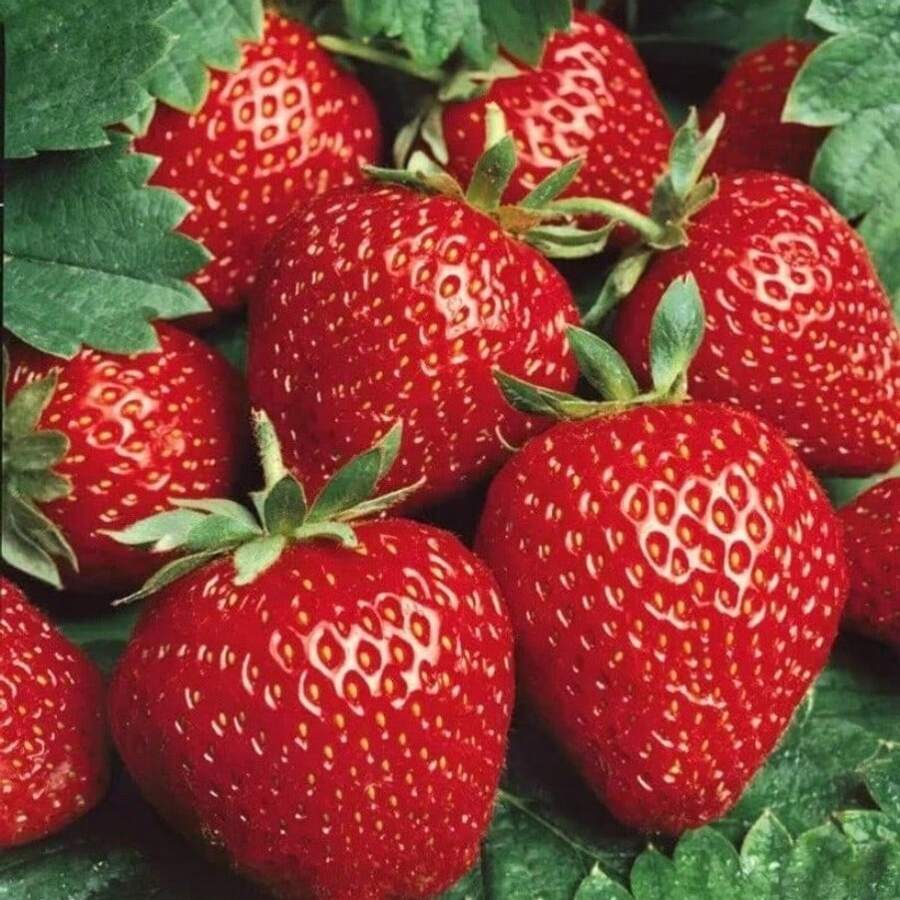 Heirloom Giant Strawberry Seeds - 300 Pcs Fresca Everbearing Variety ...
