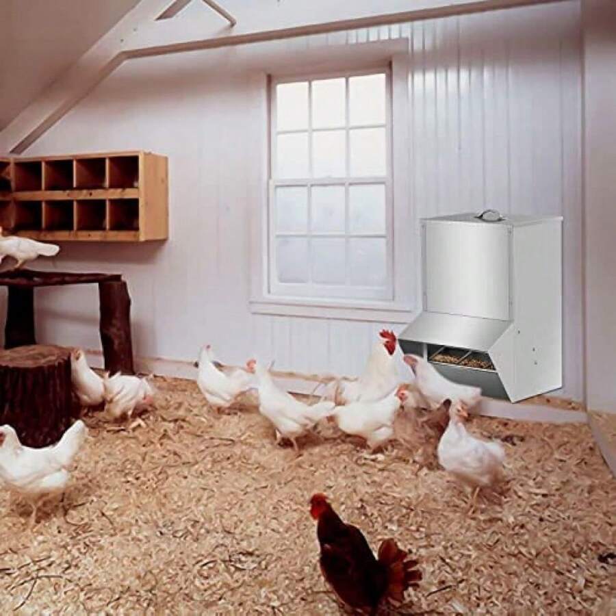 Automatic Chicken Feeder System - 30-50lb Capacity Galvanized Feeder ...